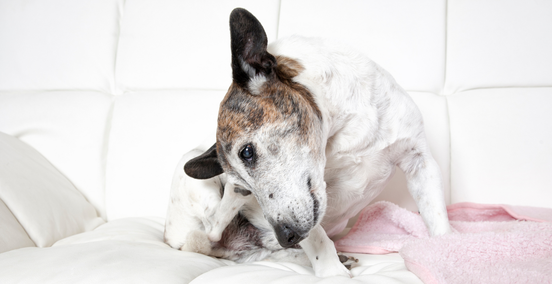 Dog Itching? A Complete Guide to Treating Your Pup's Itchy Skin - Azestfor