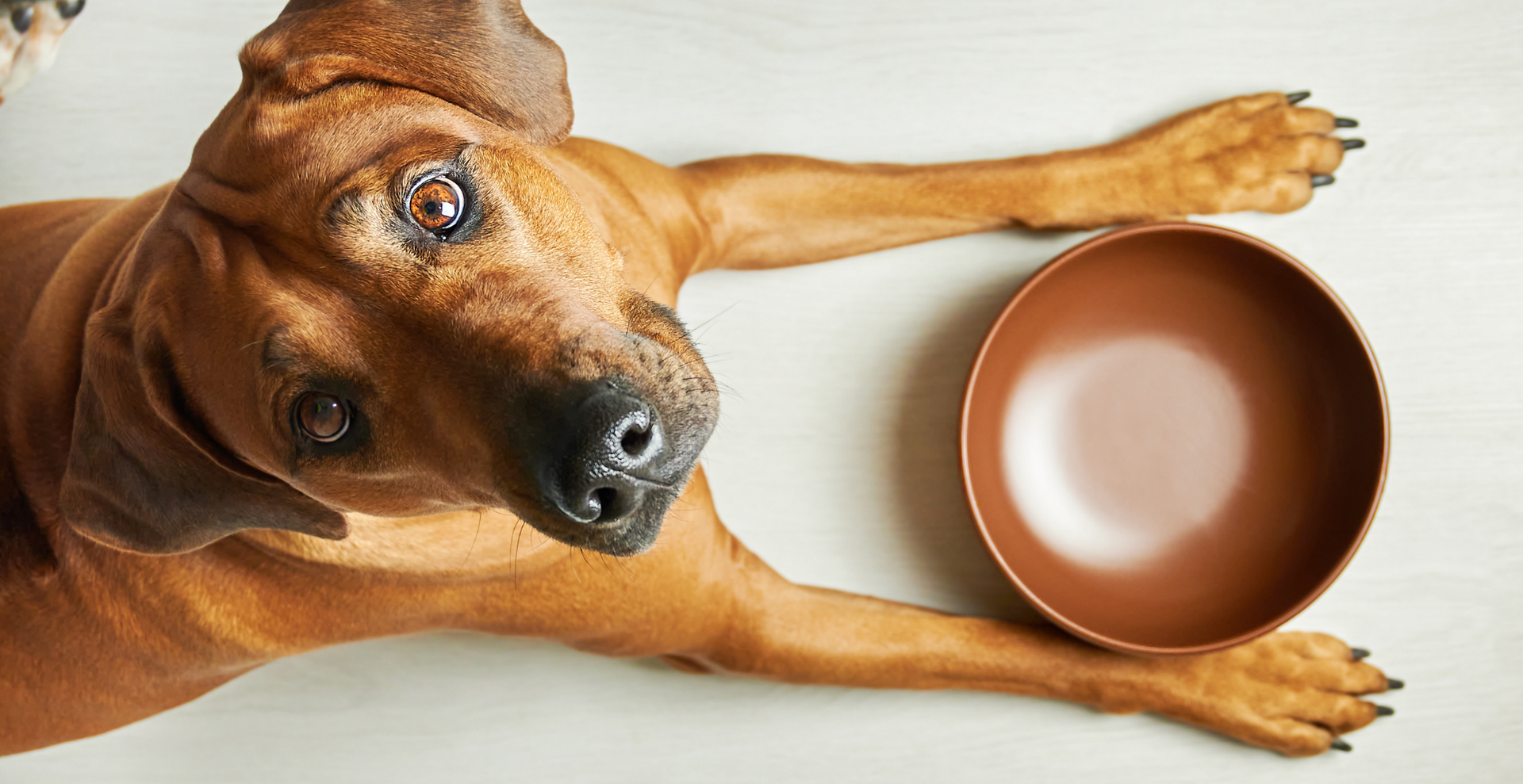 My Dog Won't Eat: Common Causes and Best Solutions – Azestfor