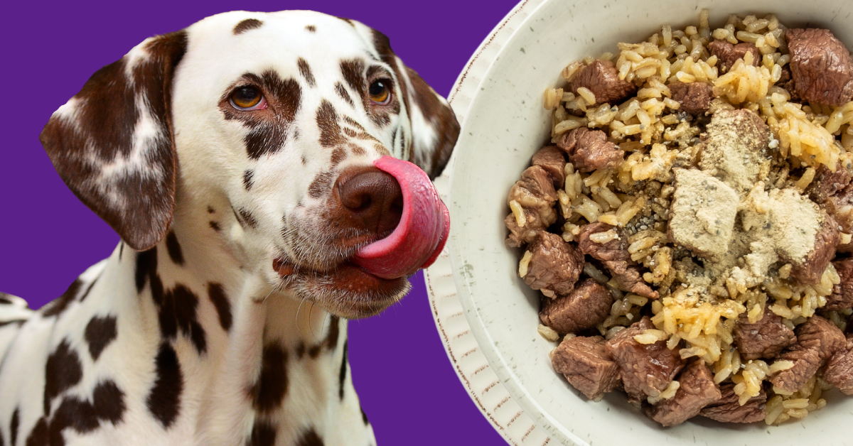 Venison and Rice Dog Food Recipe – Azestfor